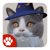 Wizard Cat on TikTok