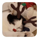 Rudolph cat on TikTok