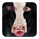 Talking Cow on TikTok