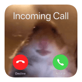 FaceTime Hamster on TikTok