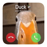 FaceTime Duck on TikTok