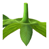 Blueberry head on TikTok